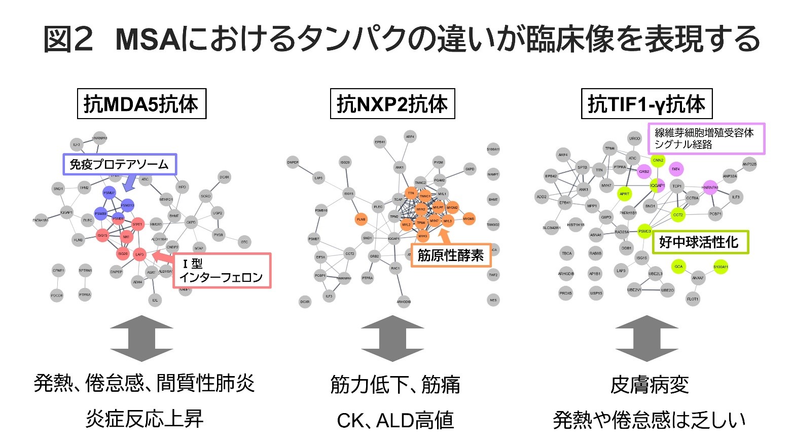 こどもの希少免疫疾患「若年性皮膚筋炎」の症状や病態と関連するタンパク質の特徴が明らかに～個別化医療やバイオマーカー開発に期待 ...