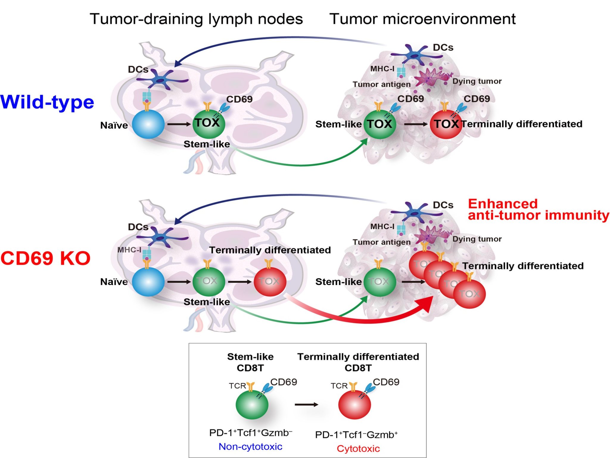 The Benefits of Anti-CD69 Antibodies for Future Cancer Therapies ...