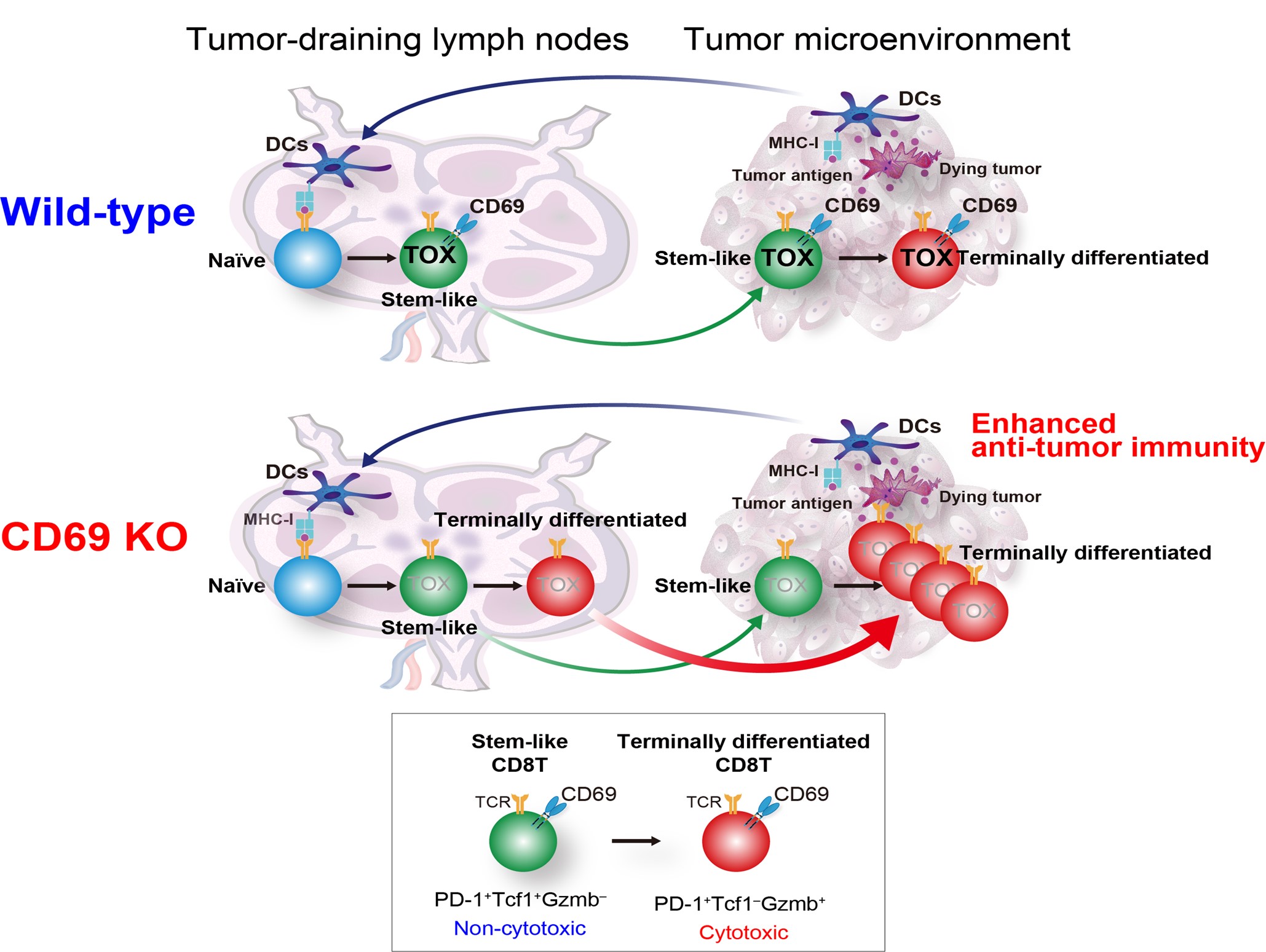 The Benefits of Anti-CD69 Antibodies for Future Cancer Therapies | CHIBADAI NEXT