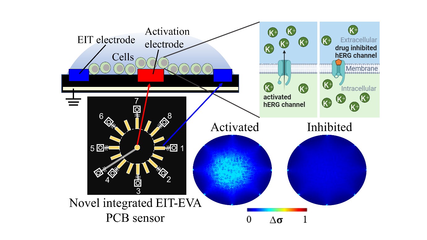 Electrical Impedance Tomography-Extracellular Voltage Activation ...