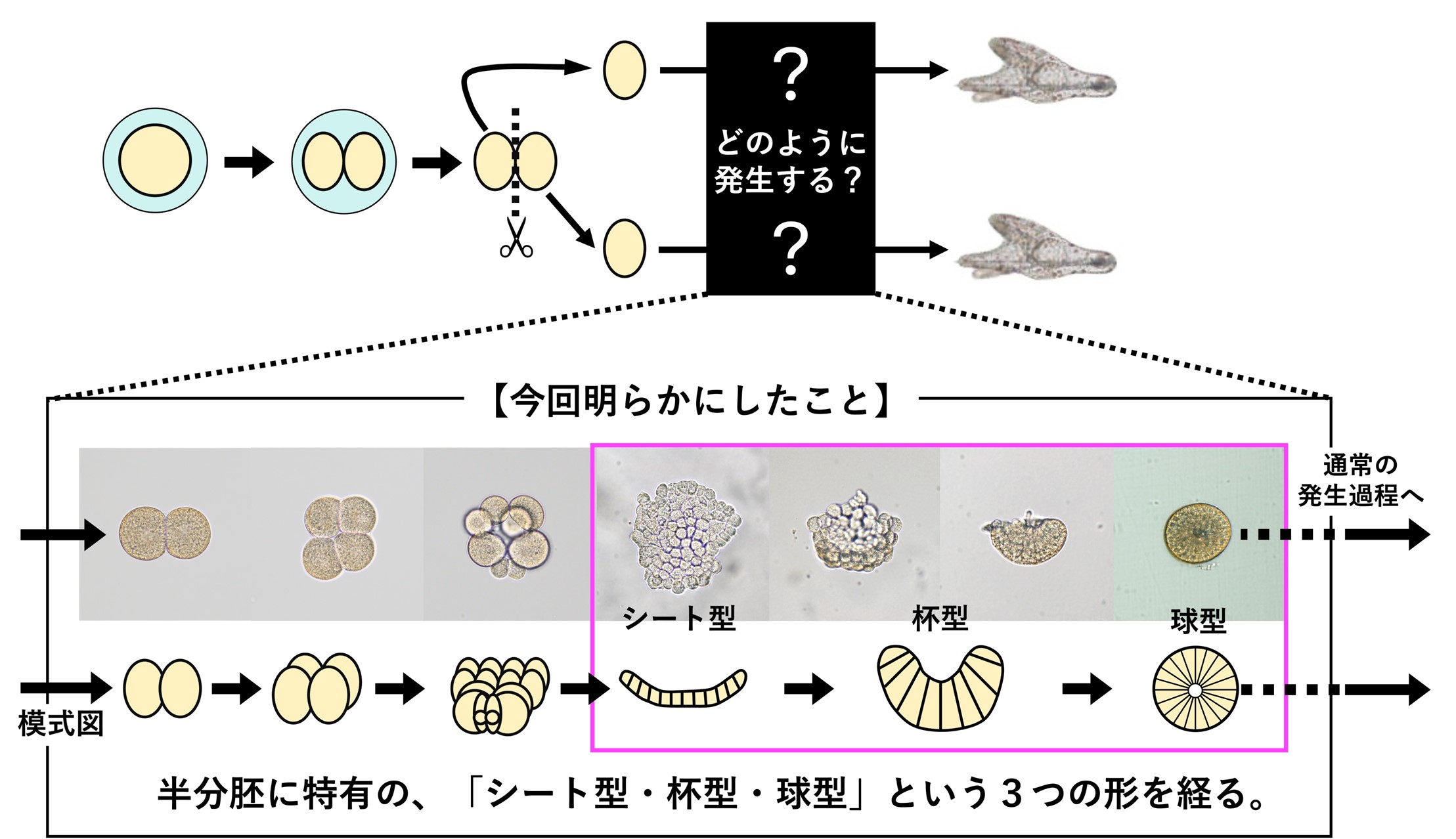 【共同リリース】ウニが双子をつくる仕組みを解明 | CHIBADAI NEXT